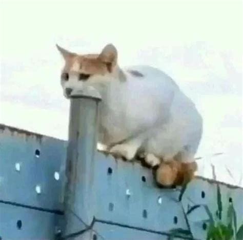 Yo Owo Meme Subido Por ElTragaMecos2020 Memedroid