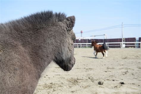 馬の学校ブログ天気の良い日は馬も人も忙しい！？引退馬・馬の専門学校 馬の学校バジガク