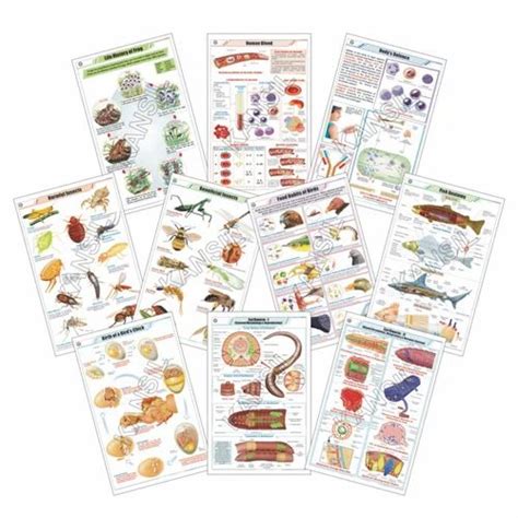 Multicolor Zoology Charts - C - Set of 10 charts - STZ21-30 at ₹ 2690 ...