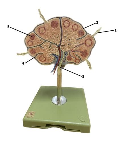 Detailed Overview Of Lymph Node Anatomy And Function Flashcards Quizlet