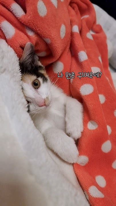 무늬 Is 스페셜에디션 아기고양이 Youtube