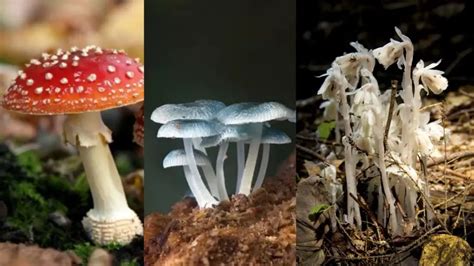 Saprophytes Definition Types Characteristics Nutritions Examples