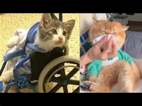 搞笑动物视频2022😺 最搞笑的猫和狗视频哔哩哔哩bilibili