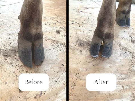 Cows Hooves Grow Long