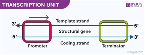 Central Dogma Steps Involved In Central Dogma