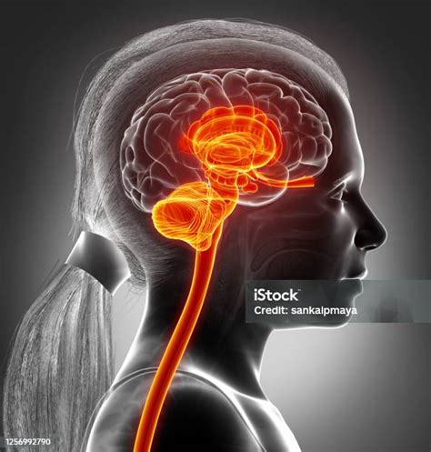내부 뇌 해부학의 의학적으로 정확한 그림을 렌더링 3d 0명에 대한 스톡 사진 및 기타 이미지 0명 3차원 형태 간뇌
