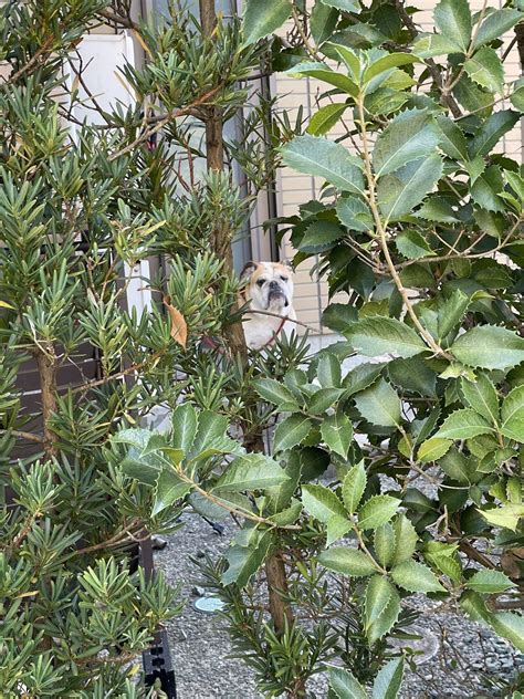 「家政婦は見た！」ならぬ「ダンプは見る！」