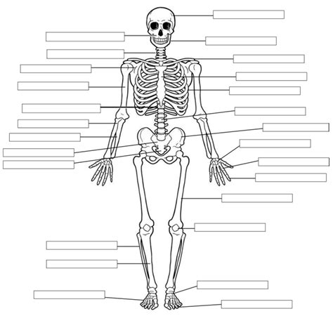 Biology Skeleton Review Diagram Quizlet