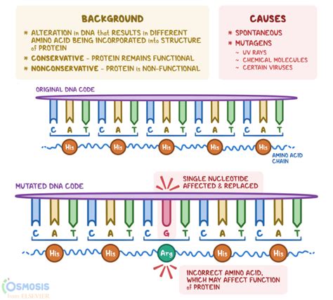 Sex Chromosome Biology Simple
