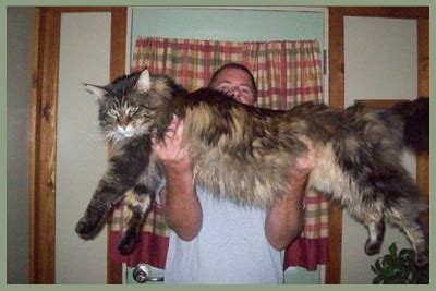The Big Maine Coon Cat
