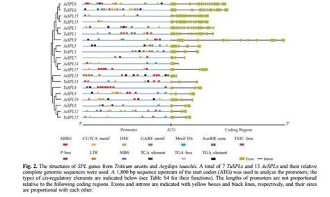 How To Find Cis Regulatory Elements On Promoter Researchgate
