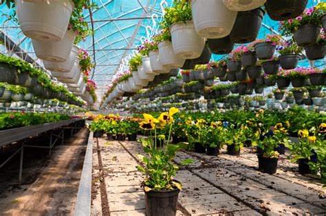 검은 화분에 담긴 노란 팬지는 매달린 화분으로 가득 찬 활기차고 햇볕이 잘 드는 온실의 형형색색의 꽃들 사이에서 눈에 띕니다 0명에 대한 스톡 사진 및 기타 이미지 Istock