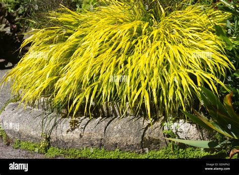 Bright Yellow Foliage Of The Japanese Forest Grass Hakonechloa Macra