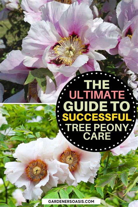 Tree Peony Care How To Grow Tree Peonies