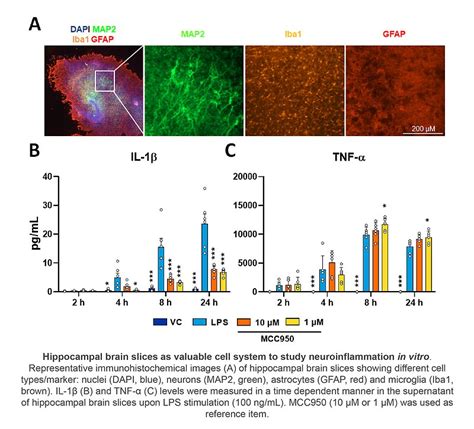 Targeting Neuroinflammation To Combat Neurodegenerative And Rare