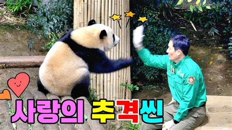 할부지 잡아보자 추격전 흥미롭고 리얼리티한 퇴근영상 241102 Youtube