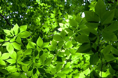 Imagen Gratis Textura De Las Hojas Verde Hojas Verdes Bosques