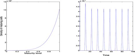 Figure 5 From A Structured Population Model Of Cell Differentiation Semantic Scholar