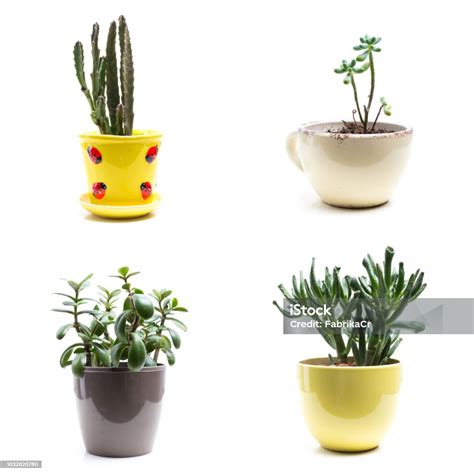 白い背景の植木鉢の緑の植物 カットアウトのストックフォトや画像を多数ご用意 カットアウト カラー画像 スクエア Istock