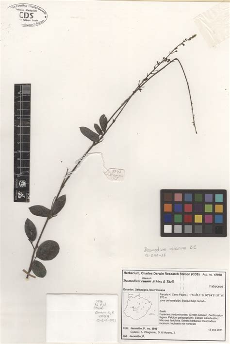 Desmodium Incanum