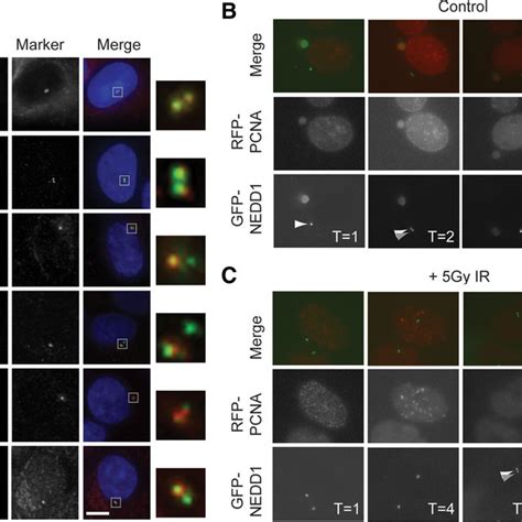 Live Cell Imaging Of Centrosomes And S Phase Timing A Human U2os