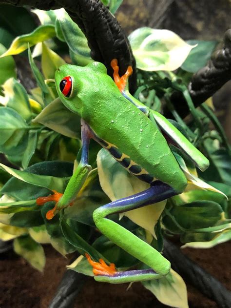 Pink Red Eyed Tree Frog For Sale At Rigoberto Kittel Blog