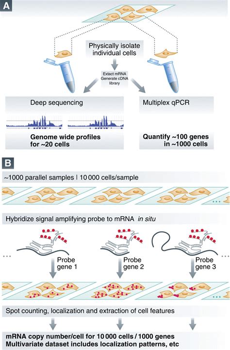 Techniques Used For Single Cell Transcriptomics A Cdna Based