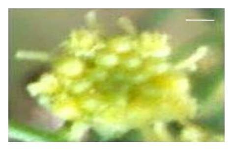 Morphological And Physiological Alterations In Artemisia Annua Download Scientific Diagram