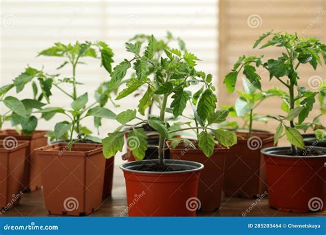 Seedlings Growing In Plastic Containers With Soil On Table Stock Photo Image Of Fresh Natural