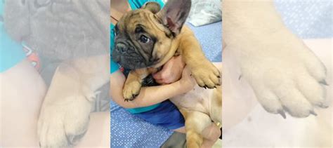 Щенок Французского бульдога купить в Кемерово Животные и зоотовары Авито