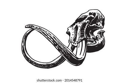 Graphical Handdrawn Skull Mammoth Isolated On Stock Vector Royalty