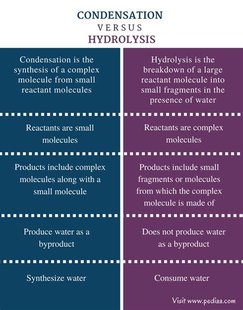Difference Between Condensation And Hydrolysis Comparison Summary