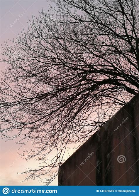 Naked Tree Vs The Sky Stock Image Image Of Sunset Shadows 141676549