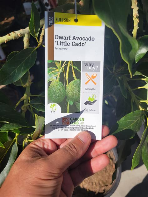 Dwarf Avocado Tree R Whatsthisplant