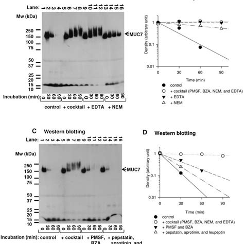 Classification Of Protease Inhibitors Used Download Table