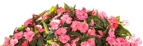 Meet Sunpatiens Sunpatiens