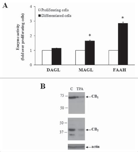 Modulation Of The Ecb System During Differentiation A Activity Of