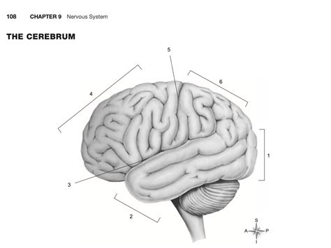 Diagram Of Cerebrum Quizlet