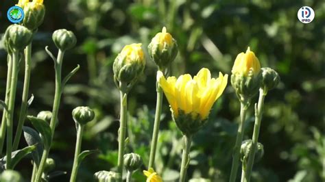 ဇေယျာသီရိမြို့နယ်တွင် ဂန္ဓမာပန်းစိုက်ပျိုးရောင်းချရာ ပန်းပင်၏ ဒုတိယမျိုးဆက်မှသာ အကျိုးအမြတ်ရရှိ