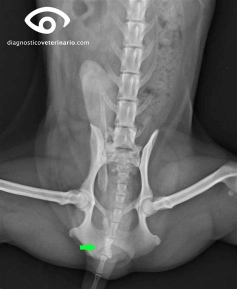 Urolitiasis Vesical Y Uretral Diagnóstico Veterinario