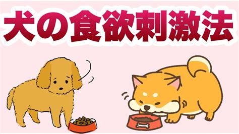 愛犬が食欲ない時に食欲を刺激する食べ物の与え方【獣医師解説】 Youtube