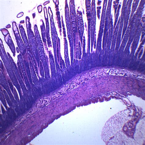 10pk Epithelium Section Mammal Prepared Microscope Slides Classroom Pack 10 Slides In