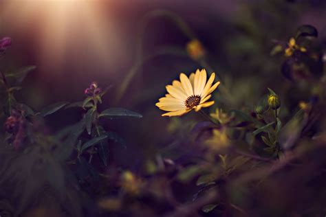 I Document The Beauty Of Small Things Bored Panda