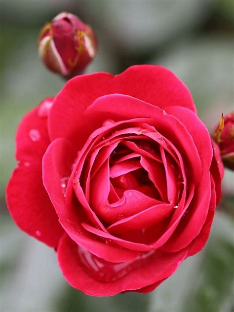 Precious Ruby Rose Ruby 40th Celebration Ts English Roses