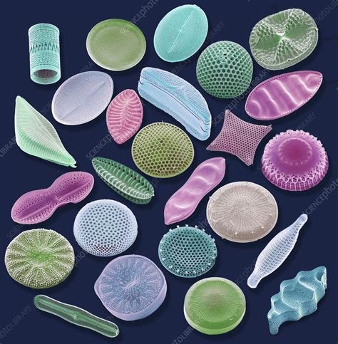 Diatom Diversity Sem Stock Image C0599191 Science Photo Library