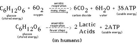 Aerobic And Anaerobic Word Equation Anaerobic Respira