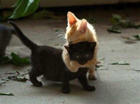AWW Los 10 animales más románticos de la web Like Infobae