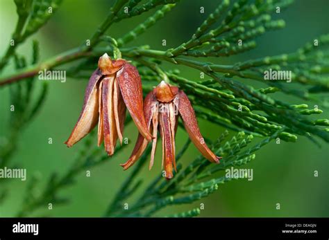 Mature Female Cones Of The California Incense Cedar Calocedrus