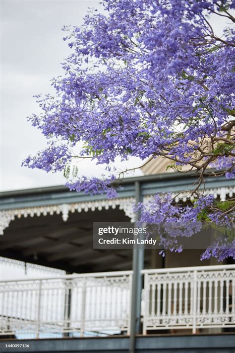 Jacaranda Trees Are Seen On November 5 2022 In Grafton Australia