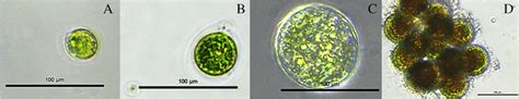 Lifecycle Stages Of The Haematococcus Sp Strains Captured During The